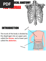 Thorax Anatomy Diagrams Overview | PDF