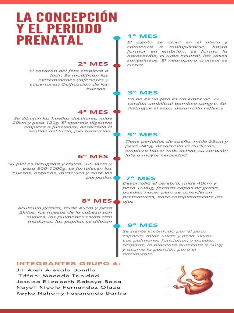 Concepcion y Periodo Prenatal | PDF | Feto | Anatomía