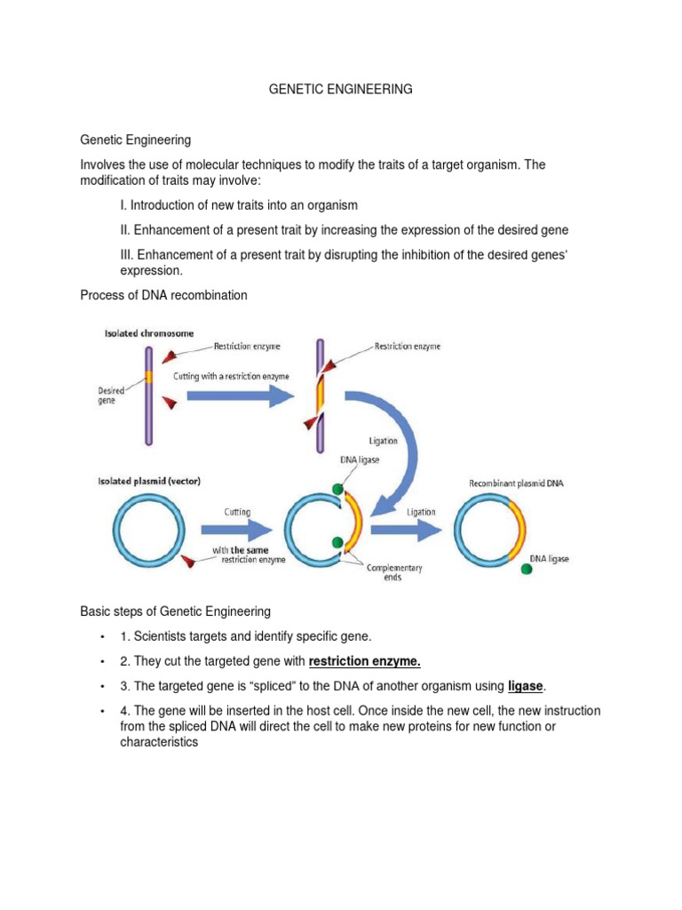 Genetic Engineering | PDF | Genetic Engineering | Genetically Modified ...
