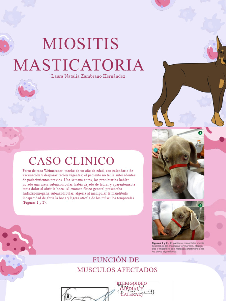 MIOSITIS | PDF | Músculo | Histología