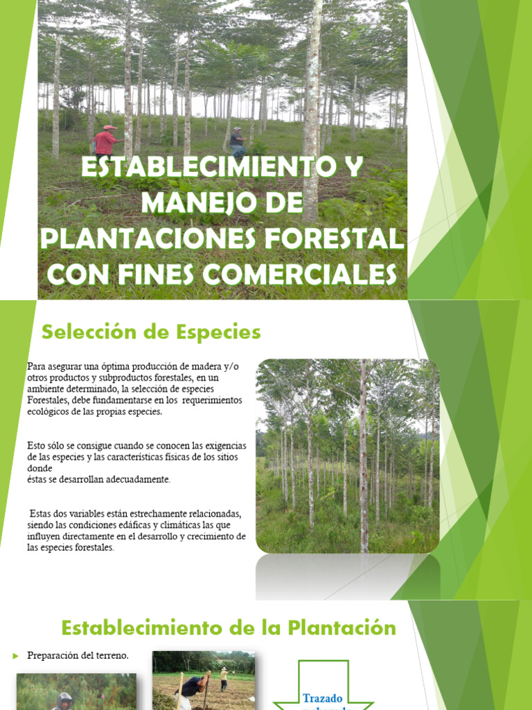 Establecimiento y Manejo de Plantaciones Forestal | PDF | Siembra | Los bosques