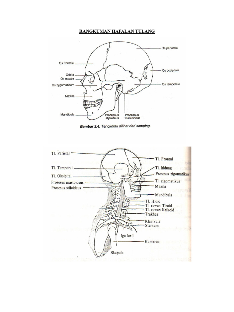 Rangkuman Anatomi Kerangka Dada | PDF | Memasak, Makanan, & Anggur ...