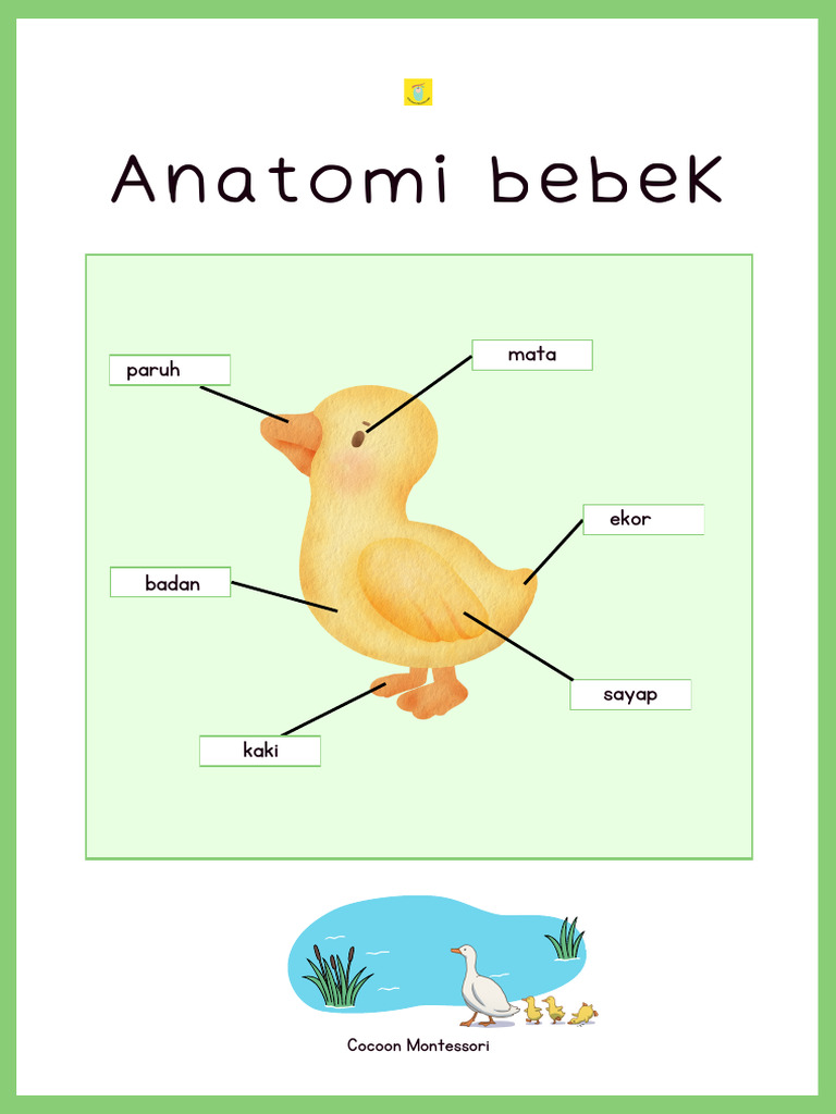 Duck's Body Part | PDF