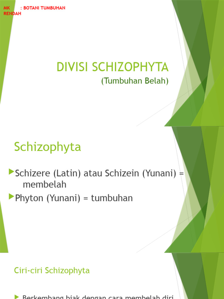 2 - Divisi Schizophyta. | PDF | Ilmu Sosial | Griya & Taman