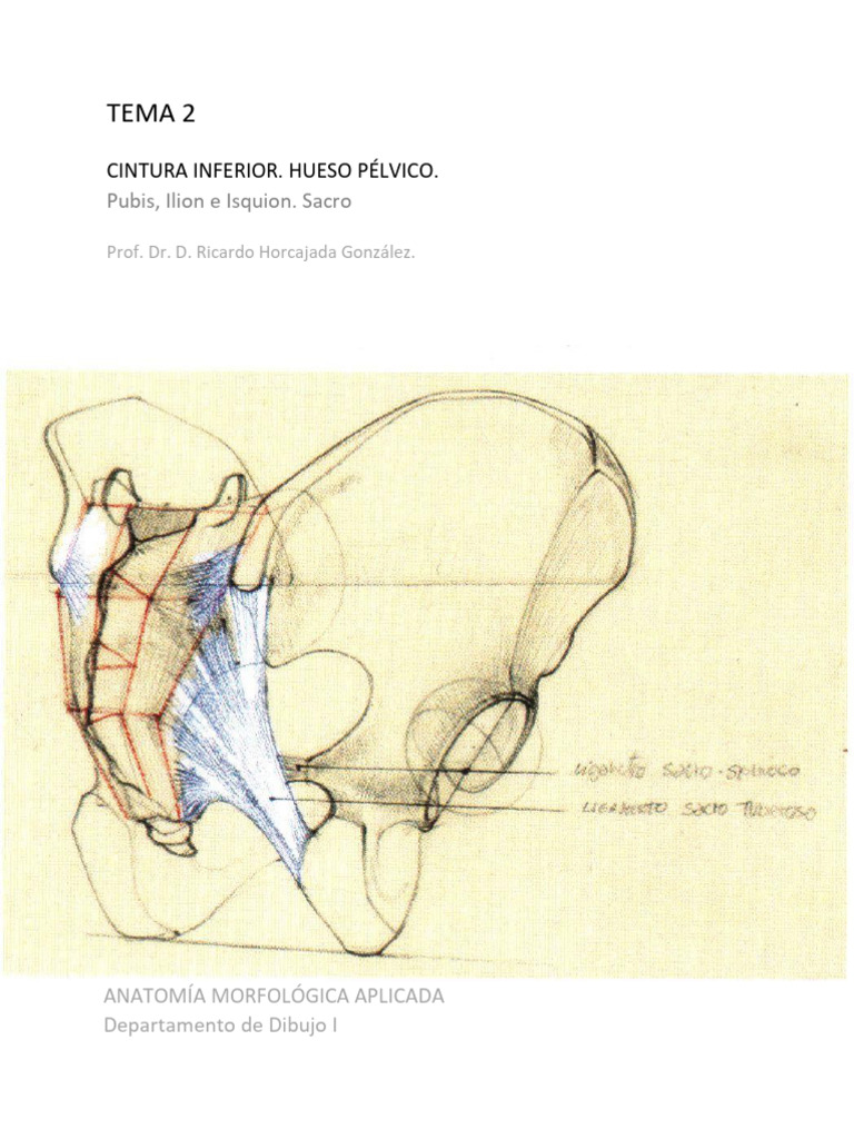 Exposición Cavidad Pelvica Descargar Gratis Pdf Pelvis Sistema