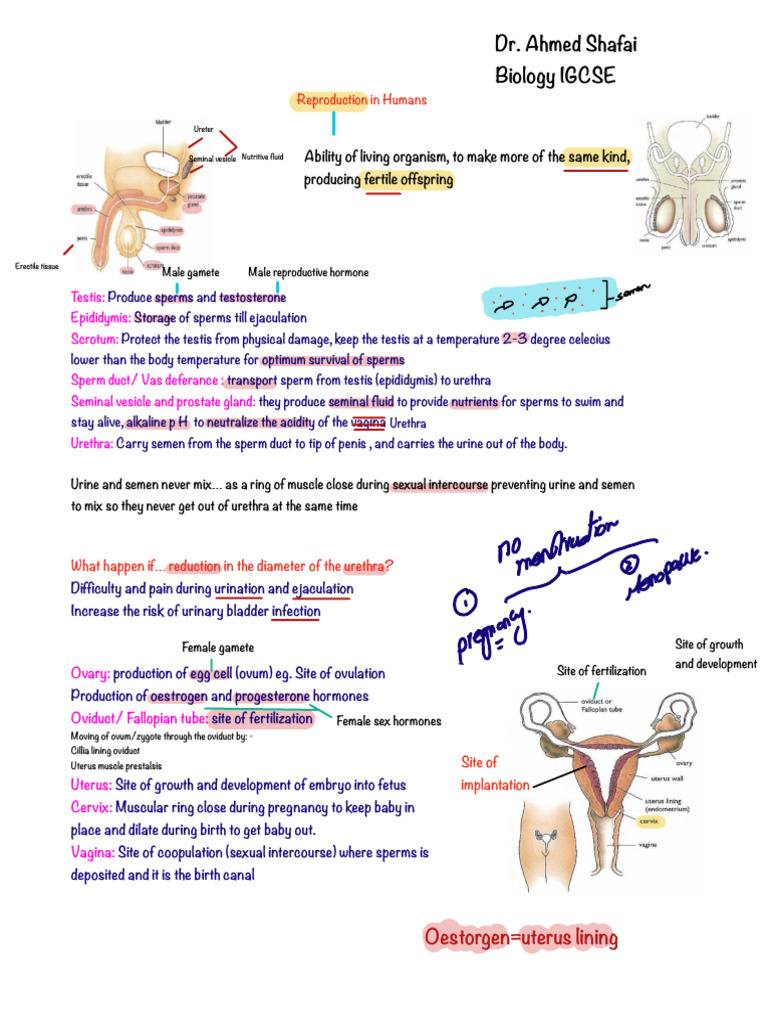 Reproduction in Humans Final Revision | PDF | Menstrual Cycle ...