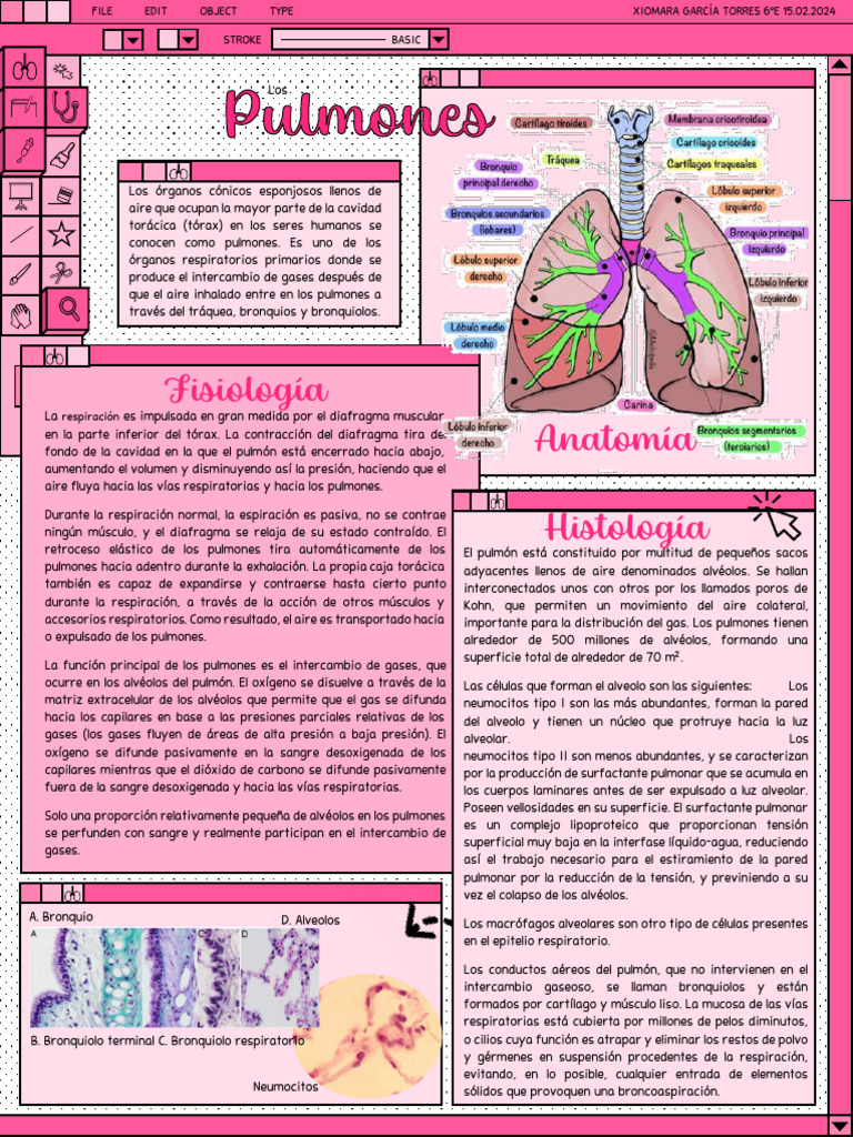 Los Pulmones | PDF | Pulmón | Sistema respiratorio