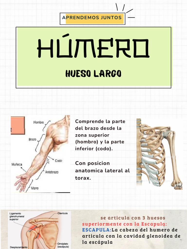 El Humero y Sus Partes. | PDF | Sistema musculoesquelético ...