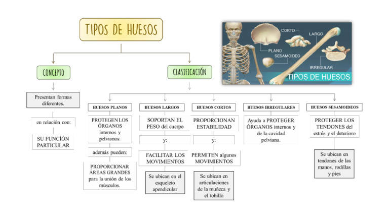 Tipos de Huesos | PDF