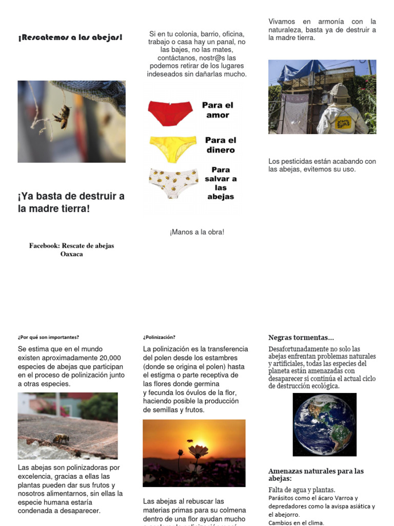 Triptico Sobre El Resacte de Abejas. | PDF | Abejas | Polinización