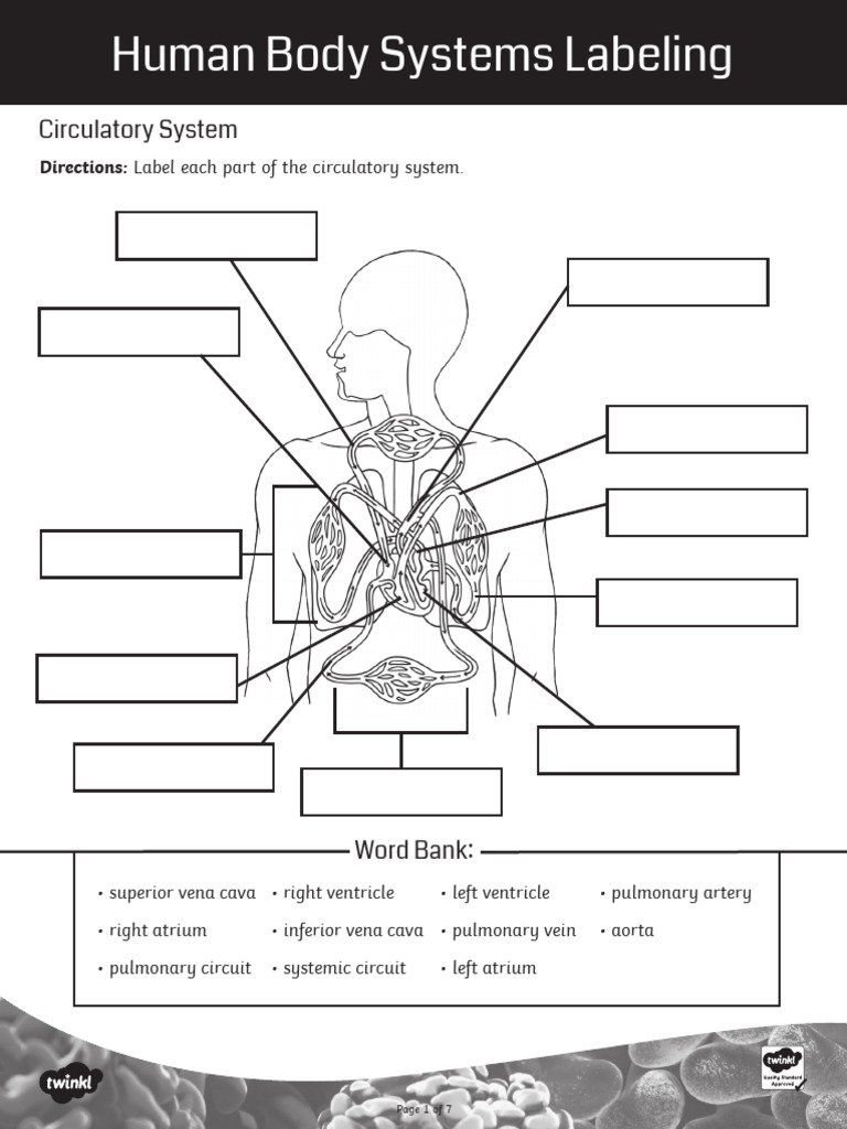 Human Body Systems Labeling Activity Black and White | PDF | Lung ...