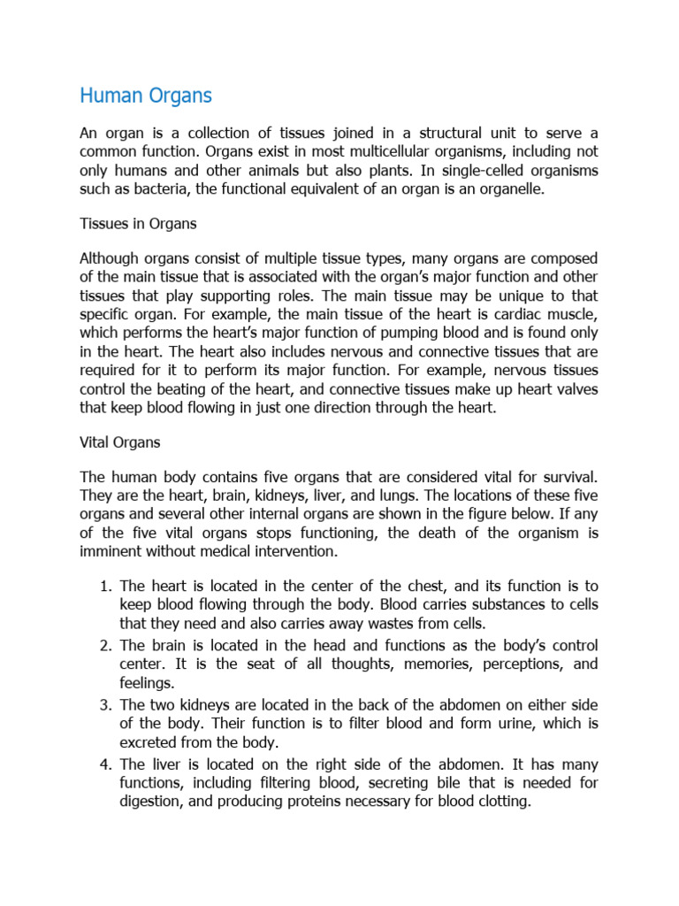 Human Organs | PDF | Human Body | Muscle