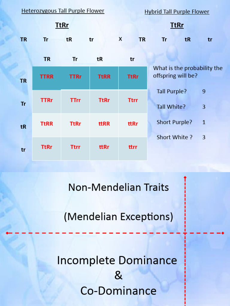 Genetics 20 Pdf Dominance Genetics Zygosity 5324