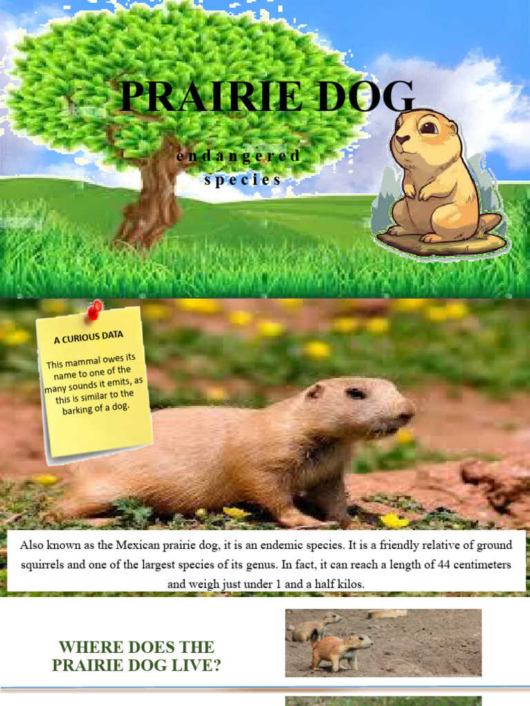 Endangered Mexican Prairie Dog Facts | PDF | Grassland | Habitat
