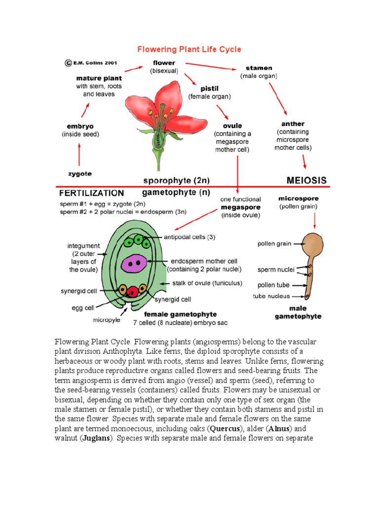 Life Cycle of Flowering Plants | PDF | Flowers | Pollen