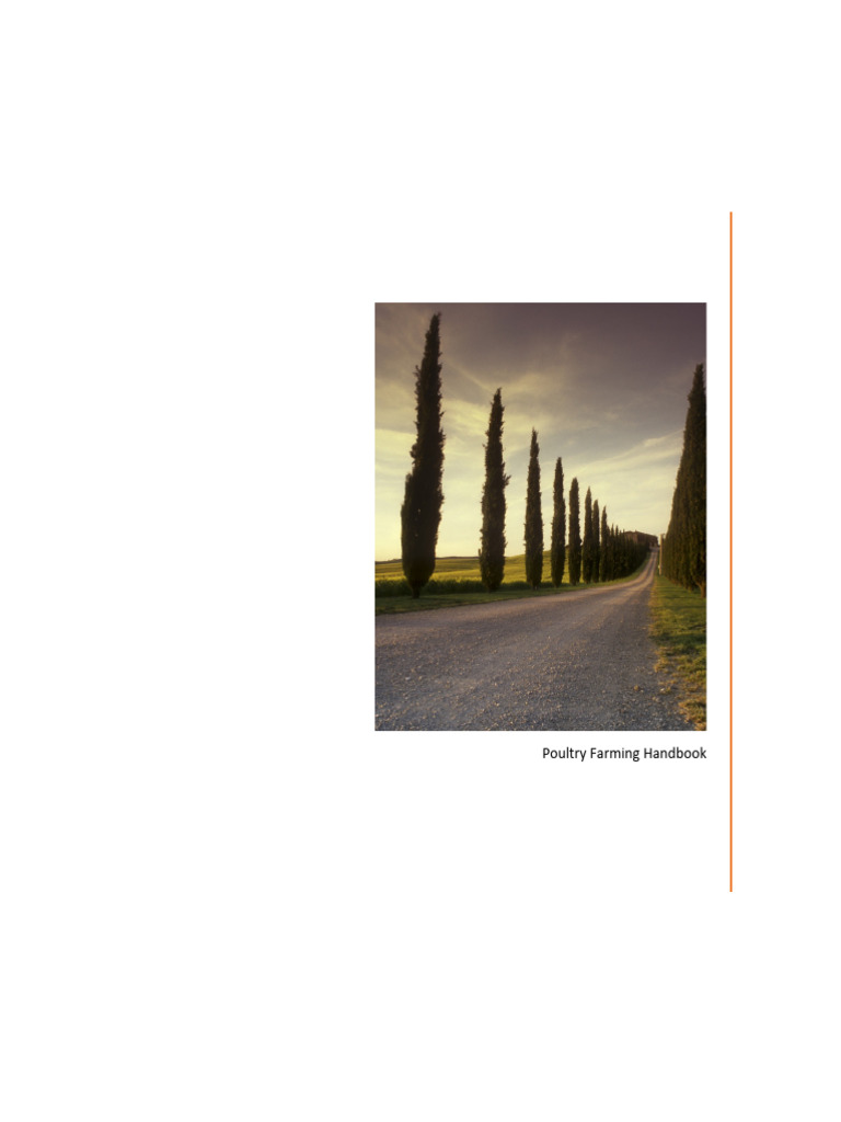 Layers Feed Intake Program and Weight | PDF | Chicken | Poultry Farming