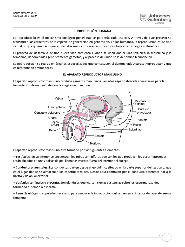 REPRODUCCIÓN HUMANA | PDF | Sistema reproductivo | El embarazo