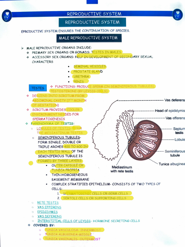 Reproductive Physiology 231212 101628 | PDF | Testicle | Menstrual Cycle