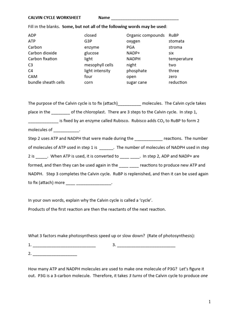Calvin cycle worksheet | PDF | Biology | Biochemistry