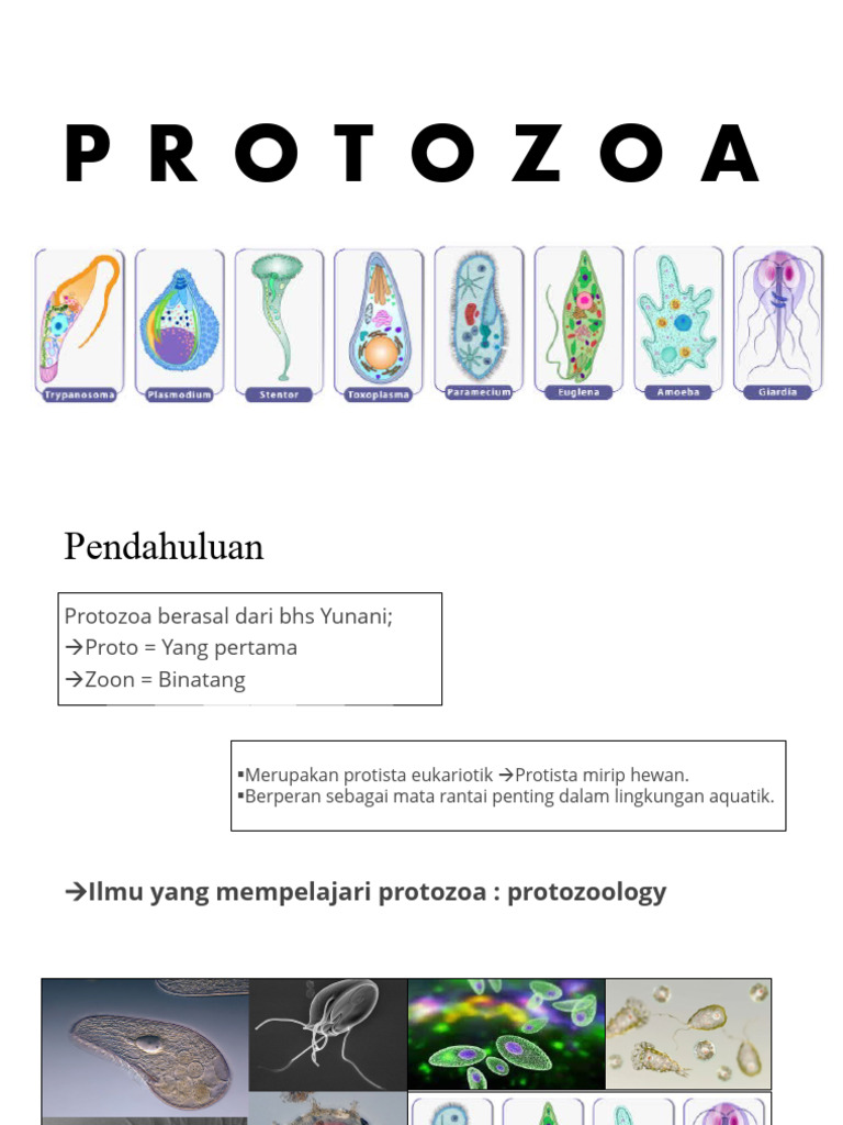 Ciri dan Klasifikasi Protozoa Eukariotik | PDF