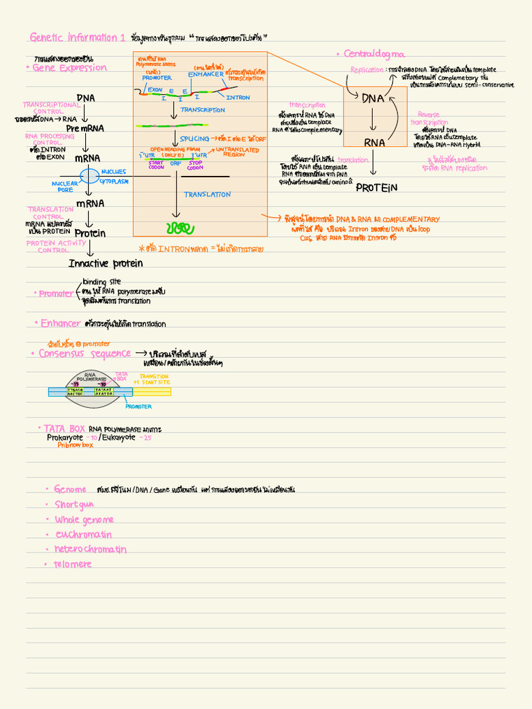 Note Midterm Molecular | PDF