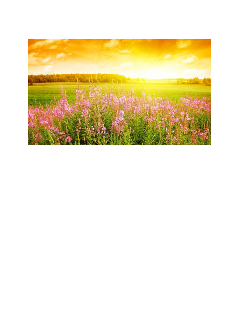 Liniste | PDF