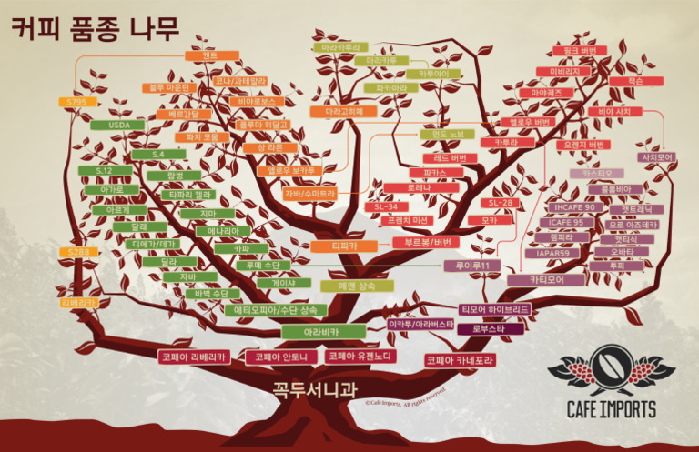 Korean Coffee Family Tree Web | PDF