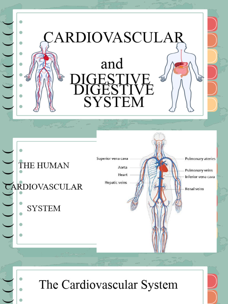 L3 - Cardiovascular & Digestive System | PDF | Small Intestine | Heart ...