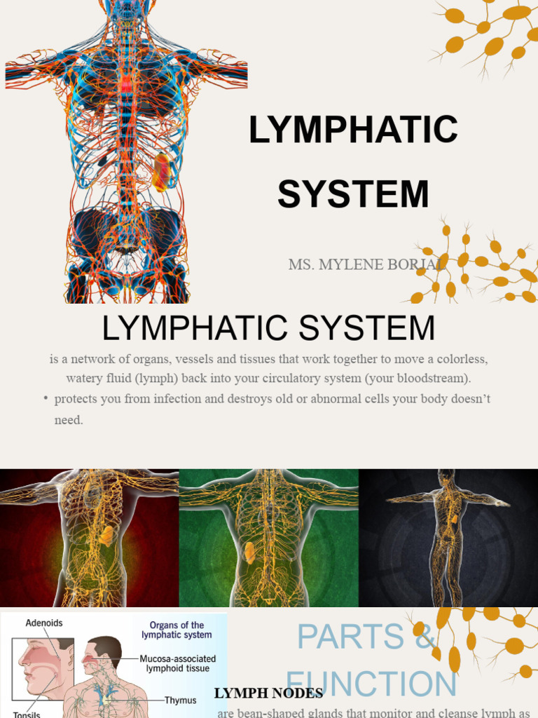 L9_Lymphatic System (1) | PDF