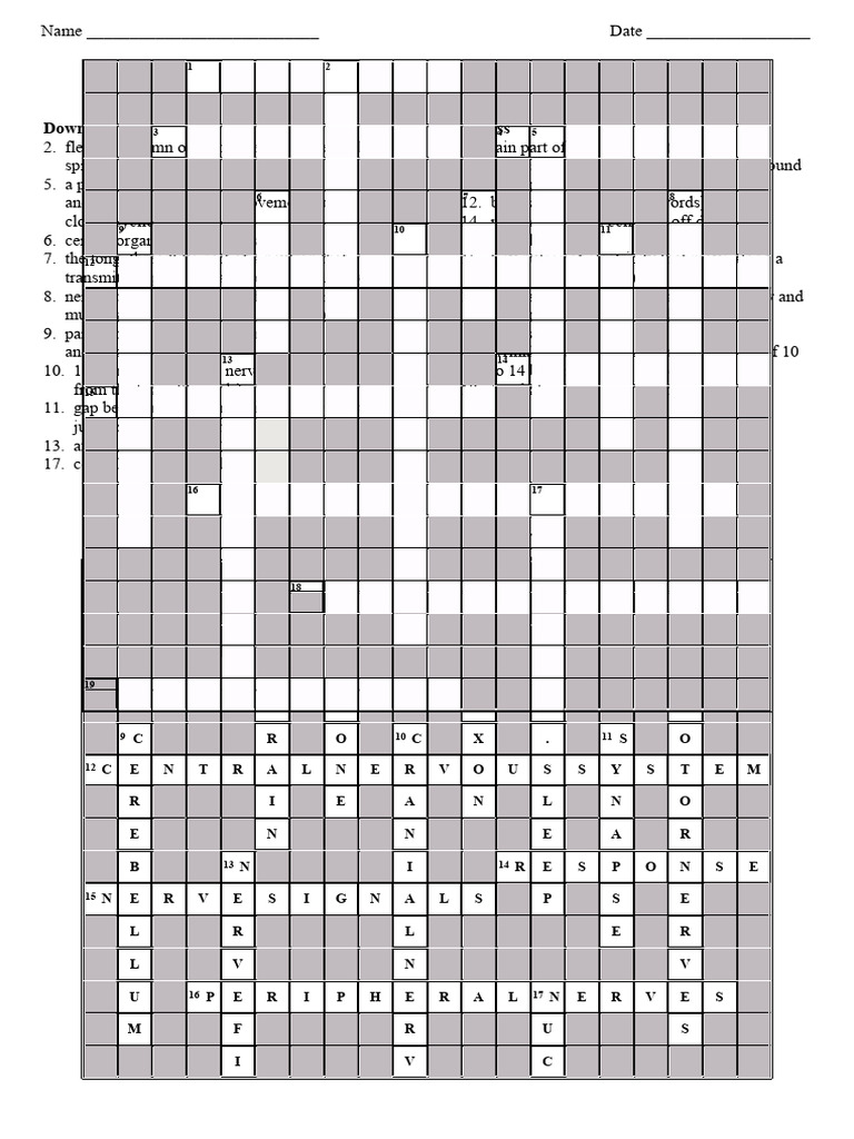 Central Nervous System CROSSWORD | PDF | Neuron | Nerve