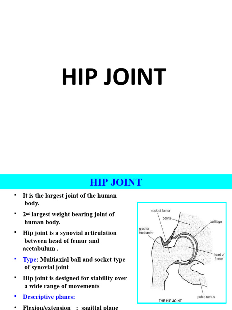 Hip Joint | Download Free PDF | Hip | Joints