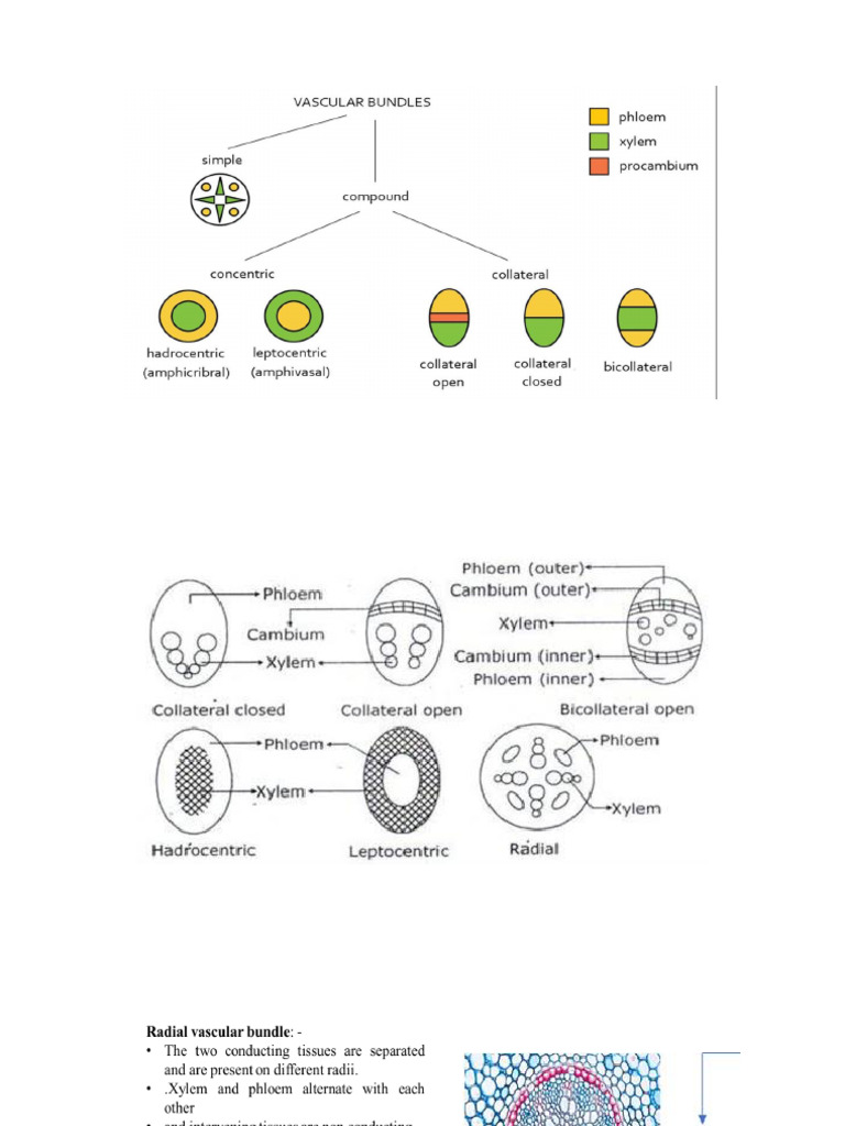 Types of Vascular Bundles, Growth Rings, Wood Types, Periderm ...