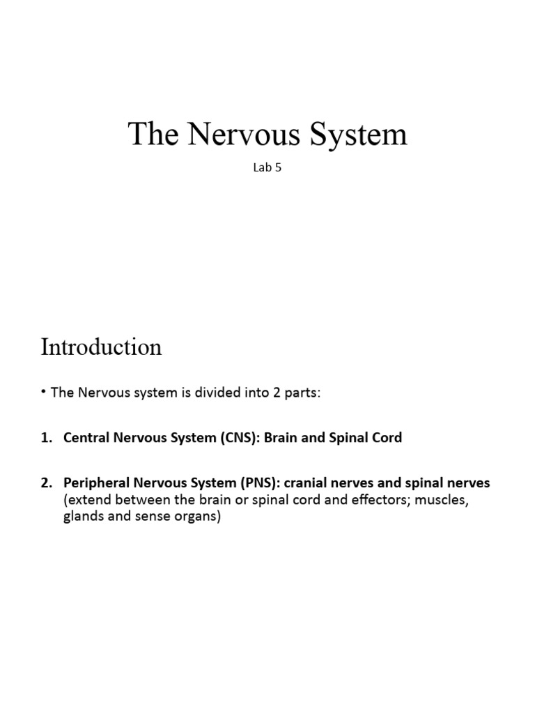 Lab 5-The Nervous System | PDF | Nervous System | Central Nervous System