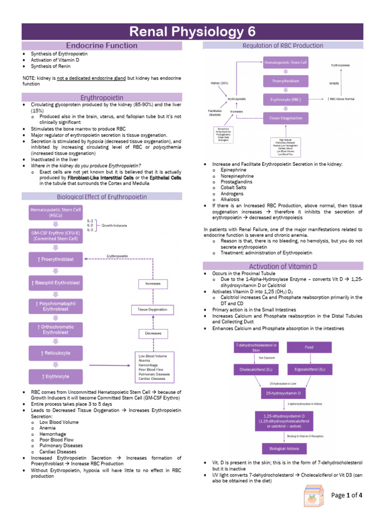 3.2 Renal Physiology 6 | PDF | Angiotensin | Kidney