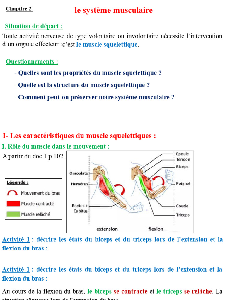 Système Musculaire | PDF | Muscle | Contraction du muscle