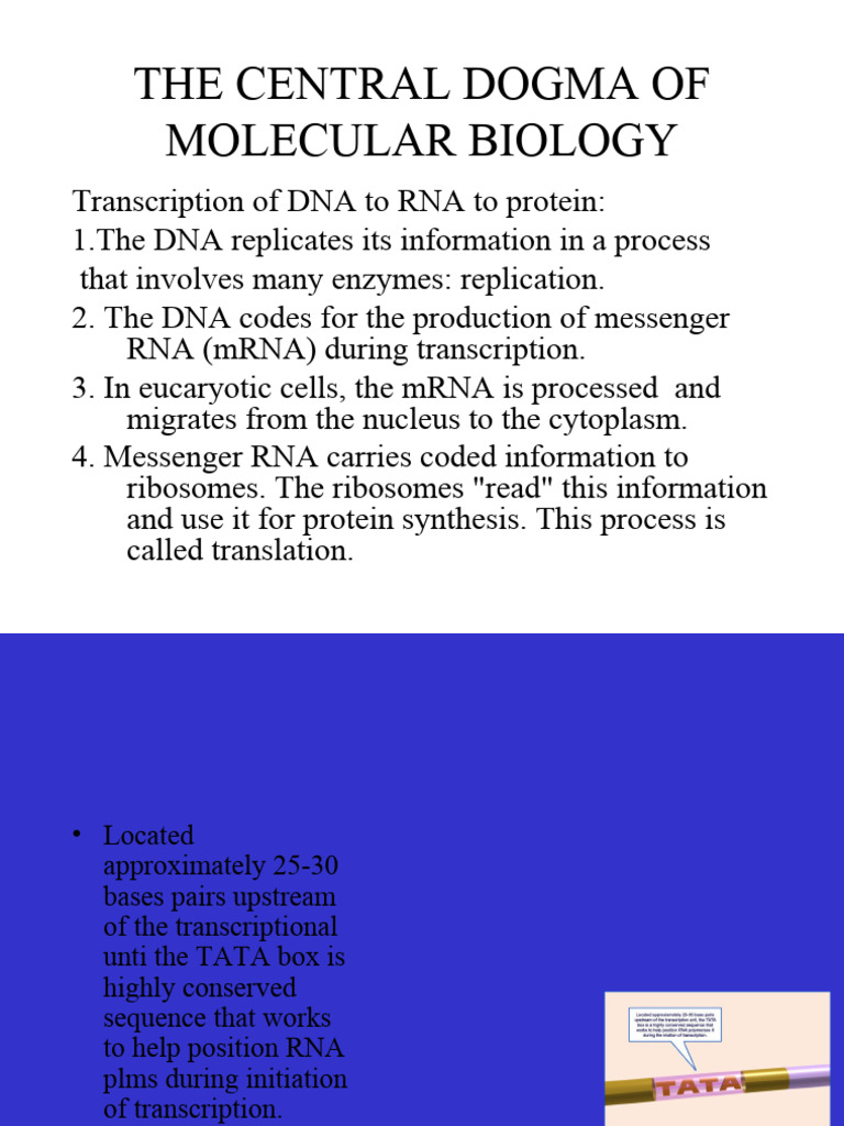 The Central Dogma of Biology | PDF | Rna | Translation (Biology)