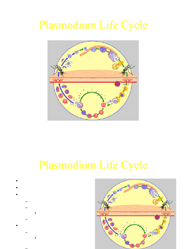 Plasmodium | PDF