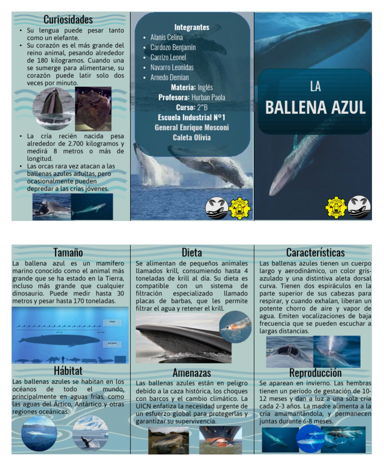 Folleto Ballena Azul en Español | PDF | Zoología | Cetáceos