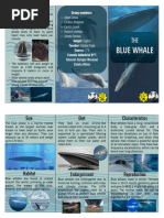 Blue Whale: Adaptations and Conservation | PDF | Whales | Cetacea