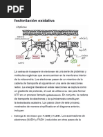 Presentacion de Cadena de Transporte de Electrones (Exposicion) | PDF | Trifosfato de adenosina ...