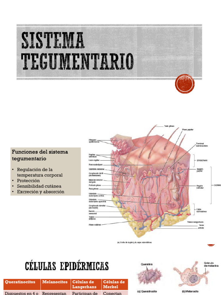 03. Sistema Tegumentario | PDF | Piel | Sistema tegumentario