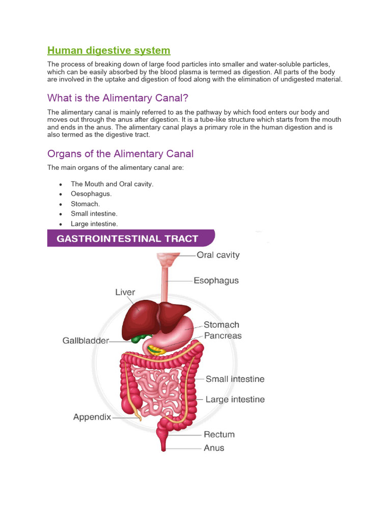 Human Digestive System | PDF | Gastrointestinal Tract | Human Digestive ...
