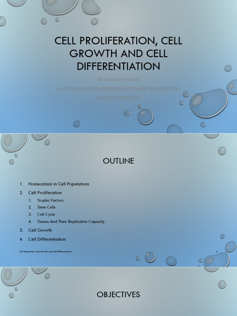 Cell Proliferation and Differentiation Insights | PDF | Mitosis | Cell Potency