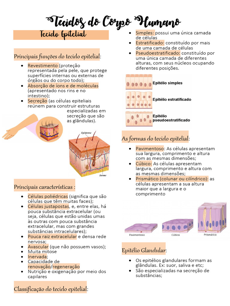 Tecidos do corpo humano resumoo-6 | PDF | Epitélio | Tecido conjuntivo