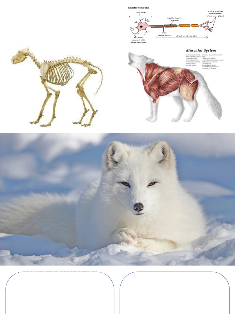 Biology Plants and Animals Systems - Hansini G Class 6D | PDF | Polar ...