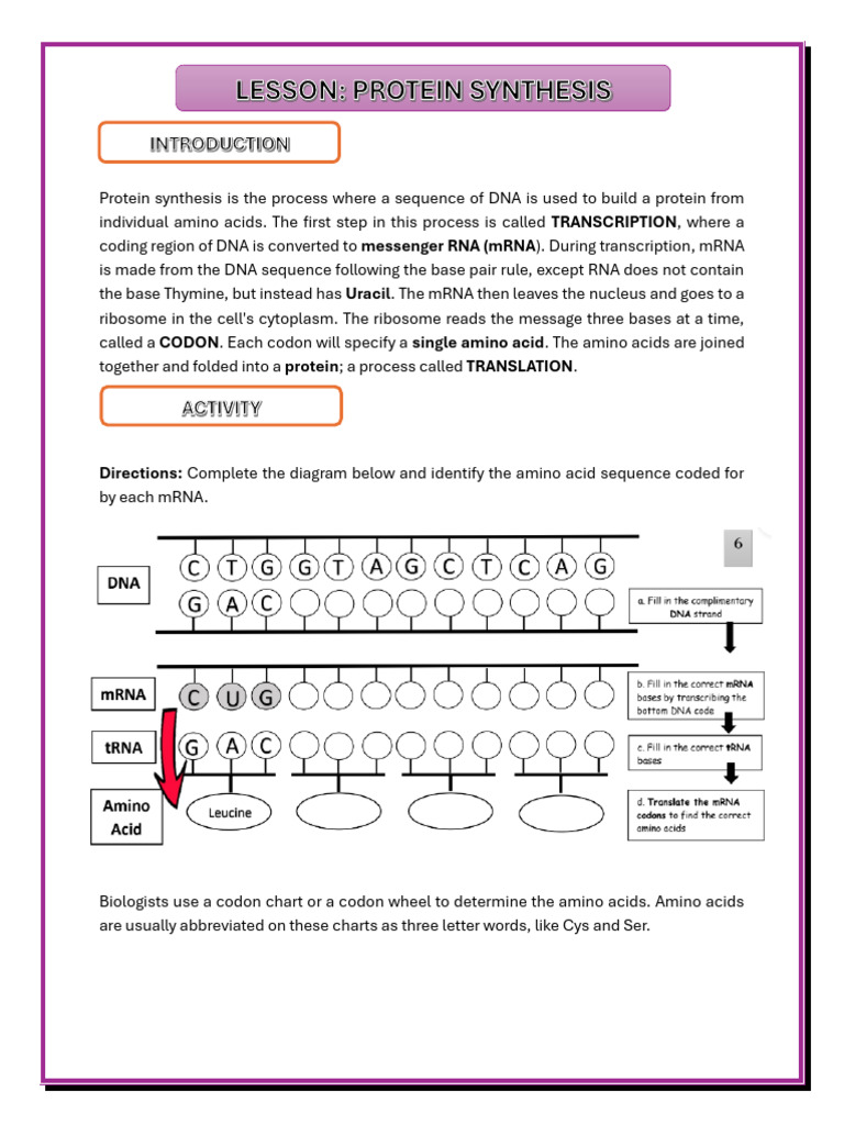 ACTIVITY SHEET-PROTEIN SYNTHESIS | PDF