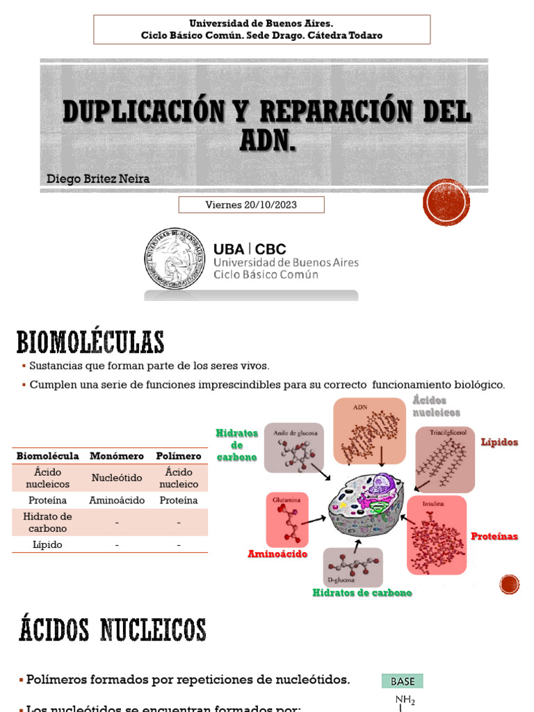 Replicación y Reparación del ADN | PDF | Replicación De Adn | Adn