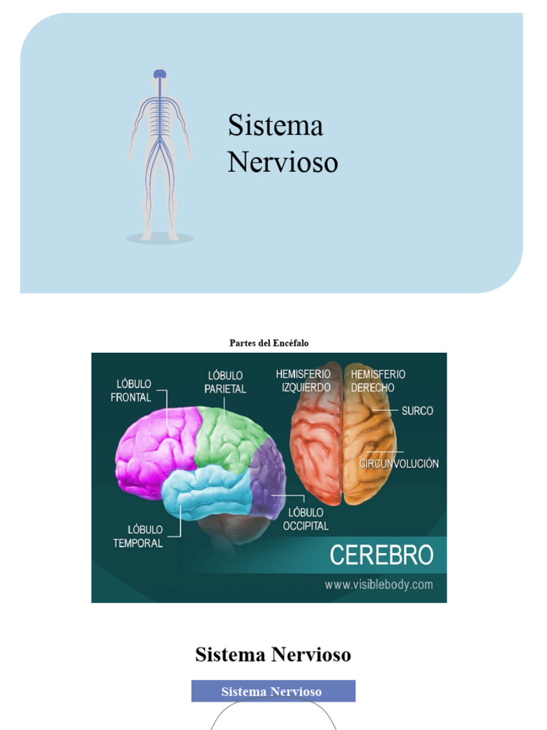 Sistema Nervioso | PDF | Cerebro | Sistema nervioso