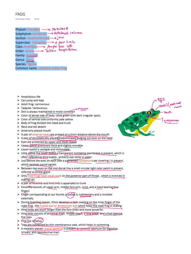 frog | PDF | Frog | Human Digestive System