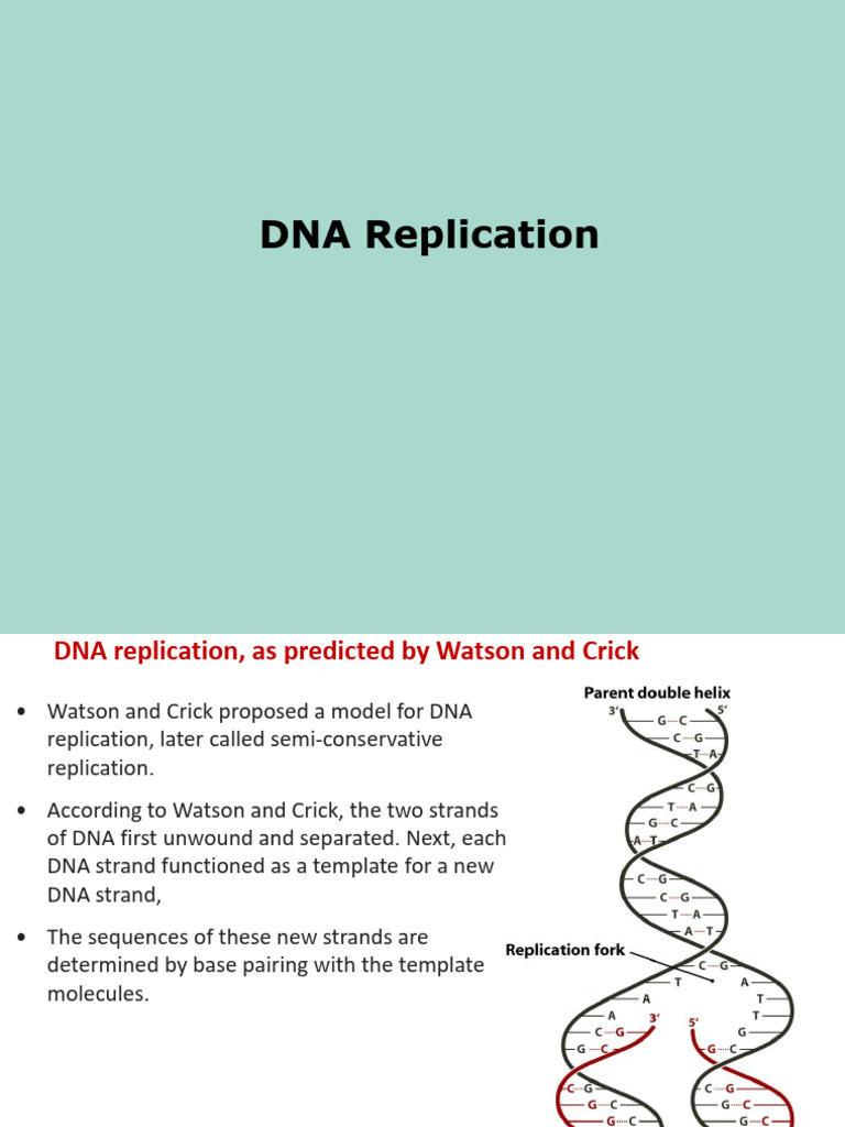 DNA Replication | PDF | Dna Replication | Telomere